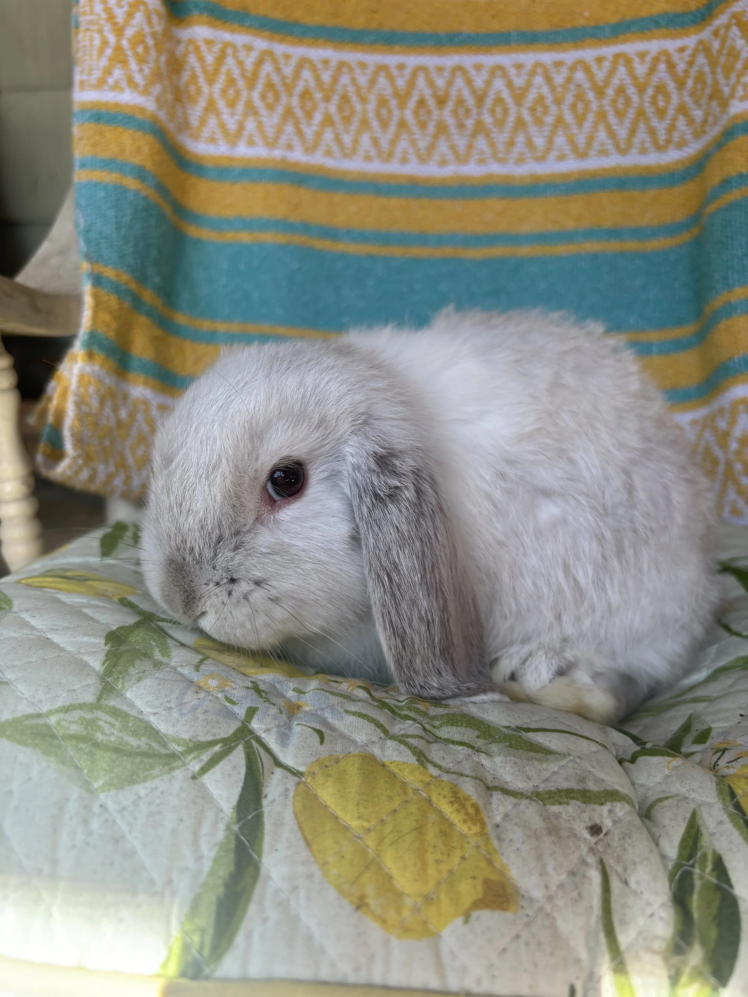 Full Grown Mini Lop Rabbits