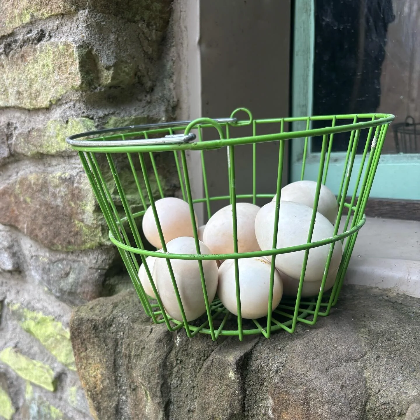 Fermented Chicken & Duck Feed — Our Nook of the Woods