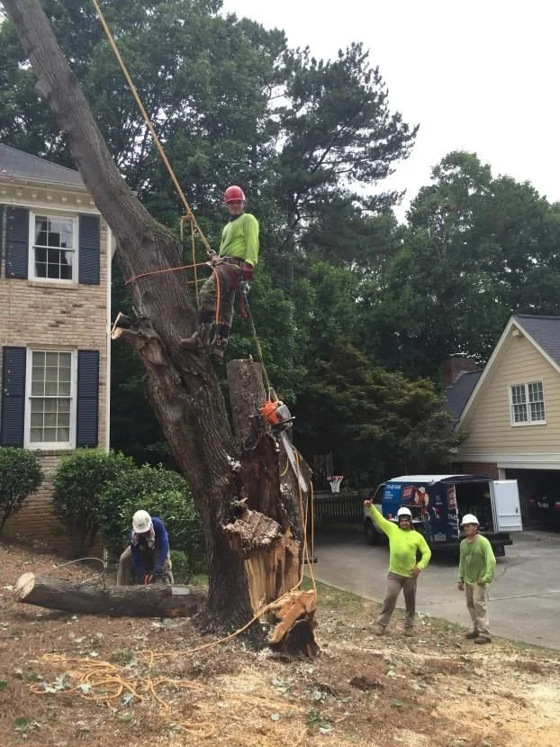 Tree Removal | Roswell, GA — AAA Tree Experts