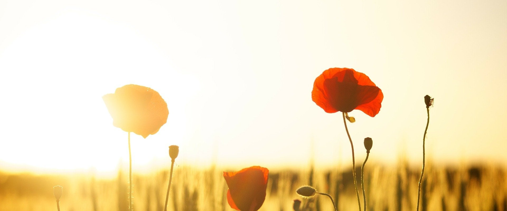 Books by Stephanie Engelman — Stephanie Engelman