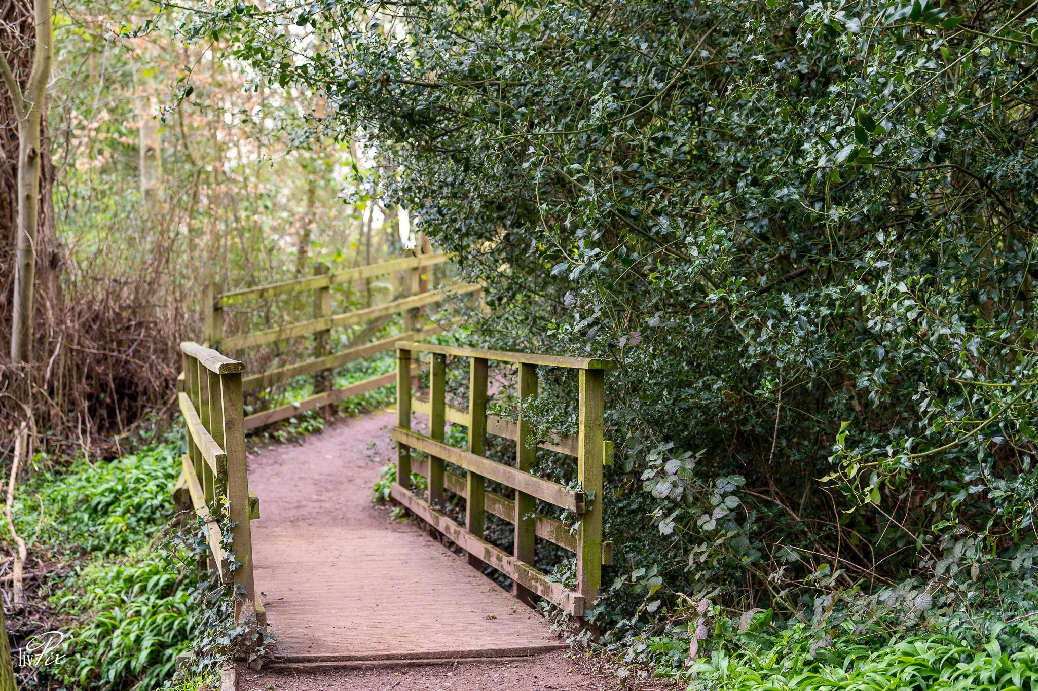 Newent Town — LivPix Photography and Creations
