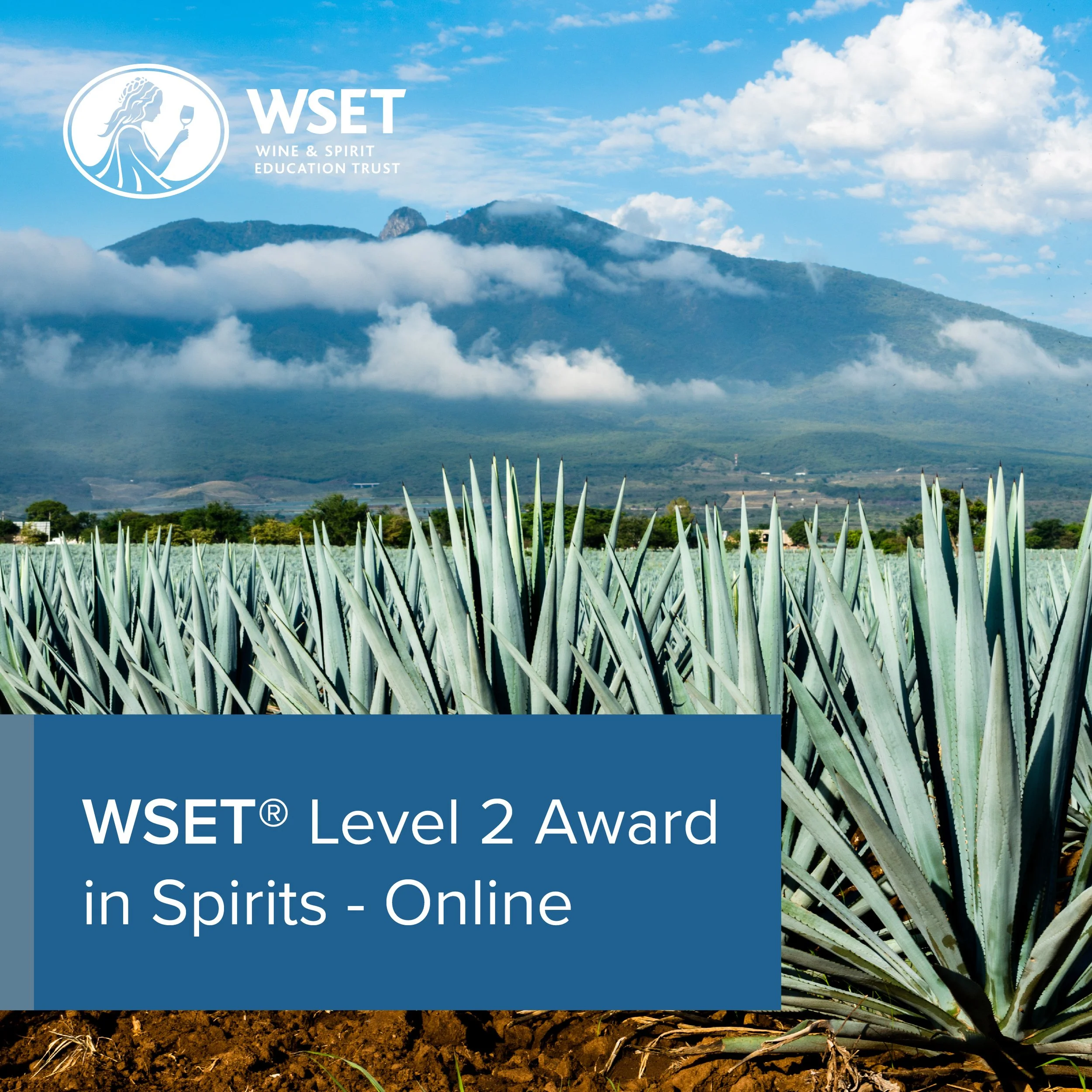 WSET Level 2 Award in Spirits Essential Plan — Claire Drinks
