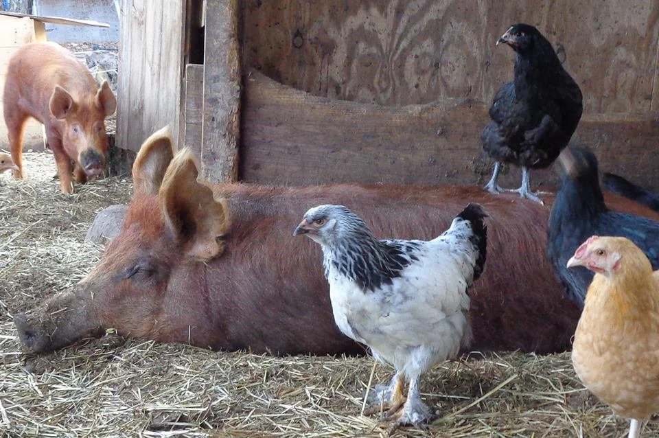 Blue Back Farmers Market