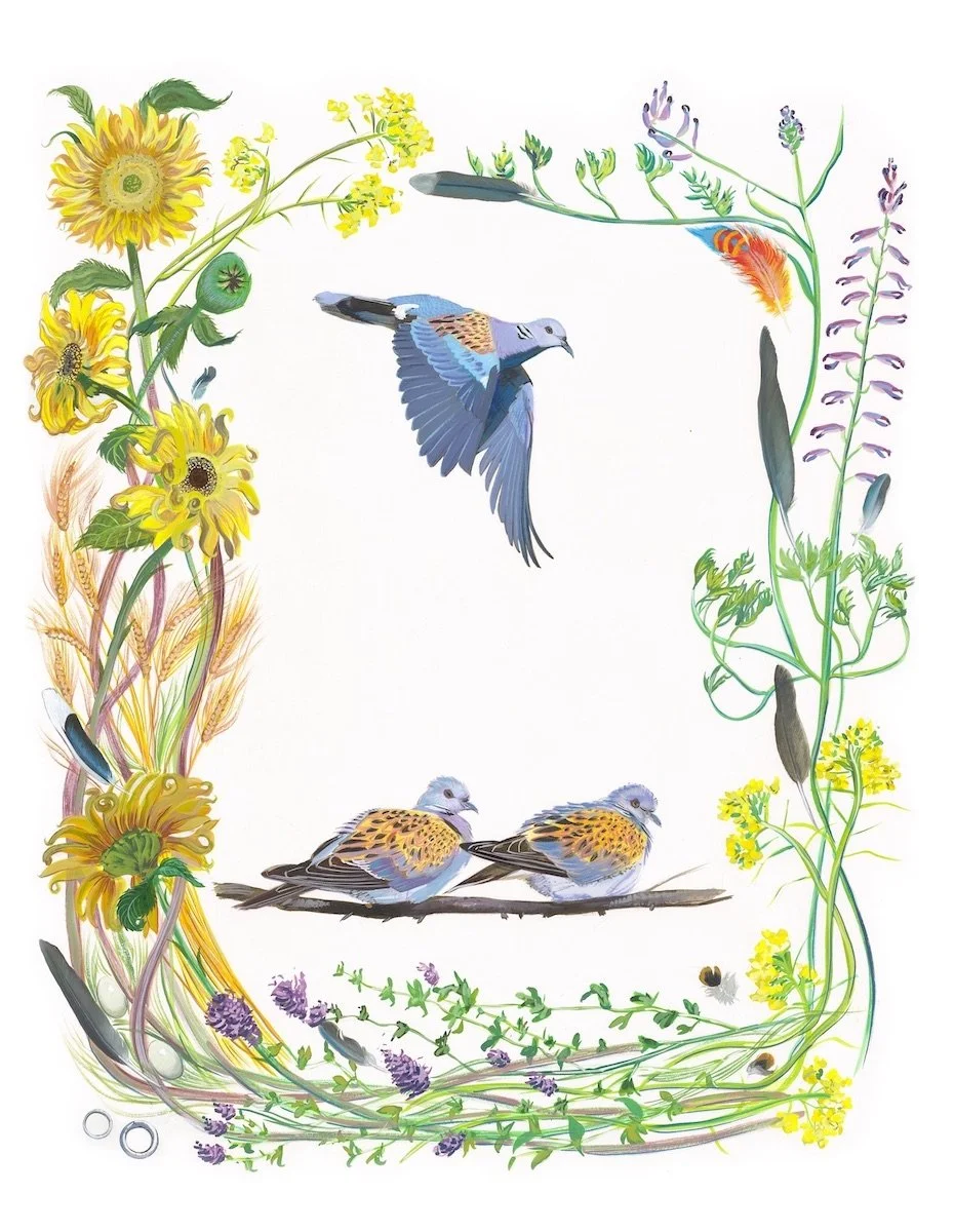 Turtle Dove — The Birds of Shakespeare