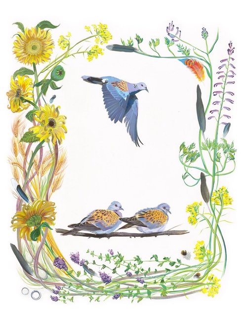 Turtle Dove — The Birds of Shakespeare