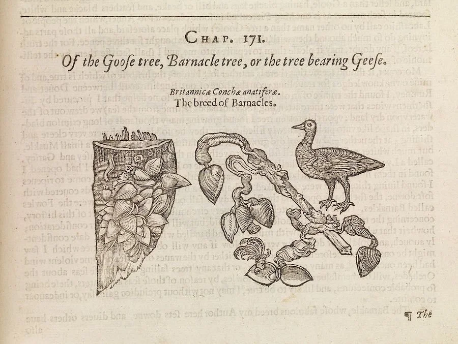 Barnacle Goose — The Birds of Shakespeare