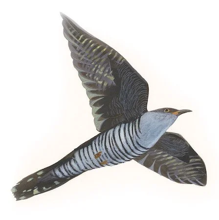 Cuckoo and Cuckold — The Birds of Shakespeare