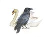 Carrion Crow (Corvus corone) — The Birds of Shakespeare