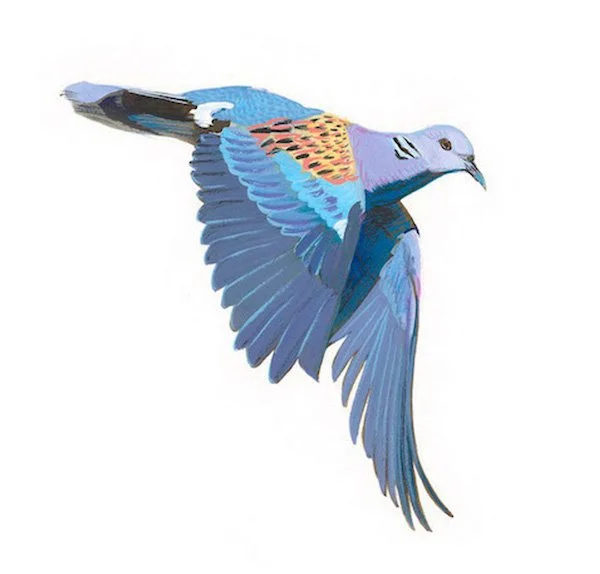 Turtle Dove — The Birds of Shakespeare