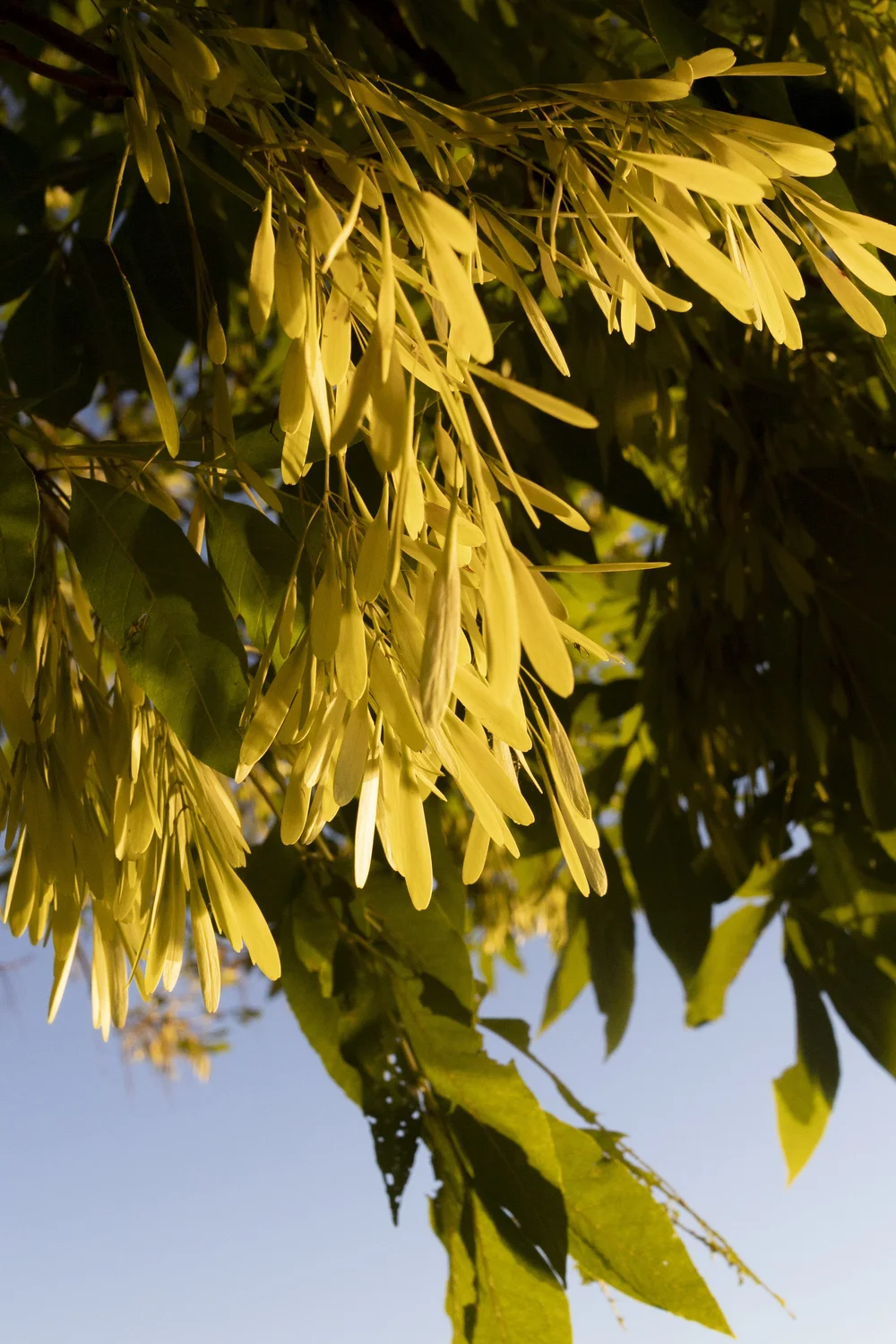 Green Ash — Atchafalaya National Heritage Area