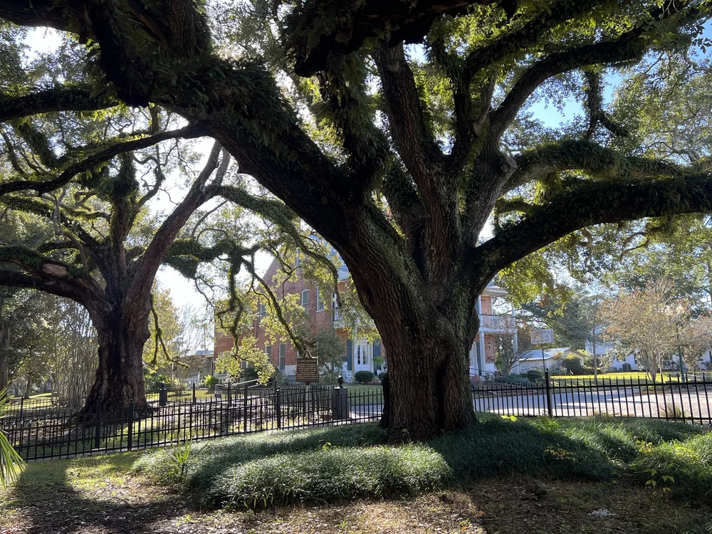“The Other Oak” in Evangeline Oak Park — Atchafalaya National Heritage Area