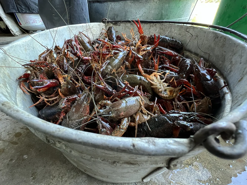 Let’s Go Crawfishing with Uncle Cheese — Atchafalaya National Heritage Area