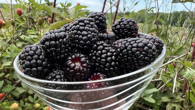Dewberry Cobbler — Atchafalaya National Heritage Area