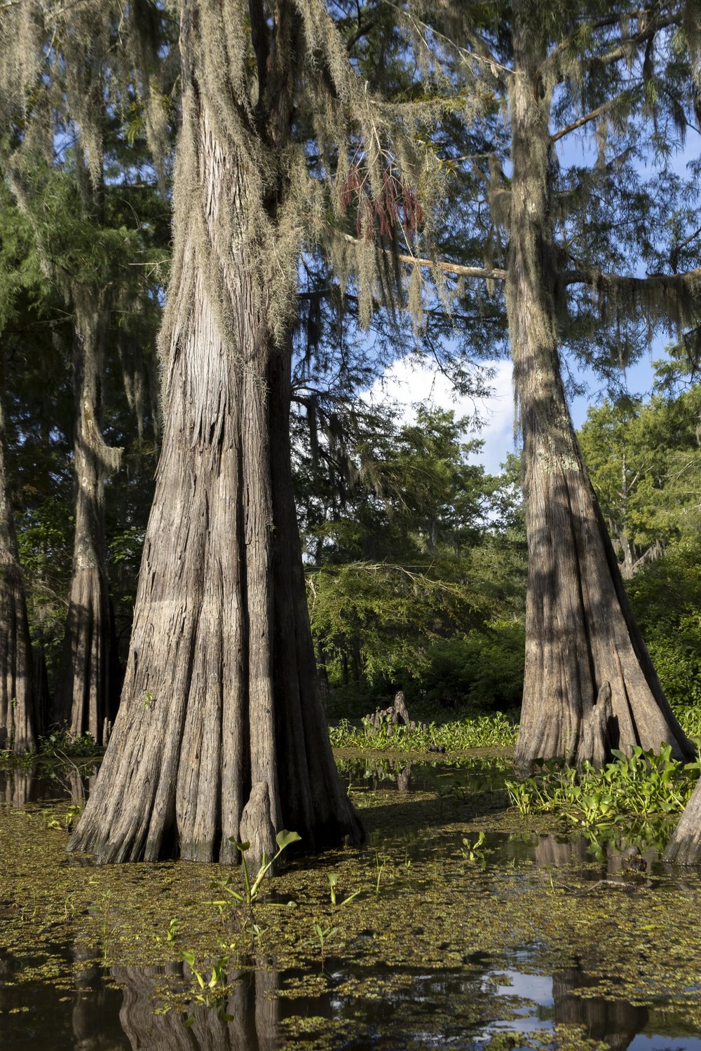 Atchafalaya Basin — Atchafalaya National Heritage Area