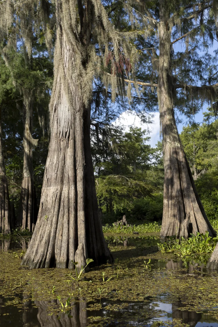 atchafalaya-basin-atchafalaya-national-heritage-area