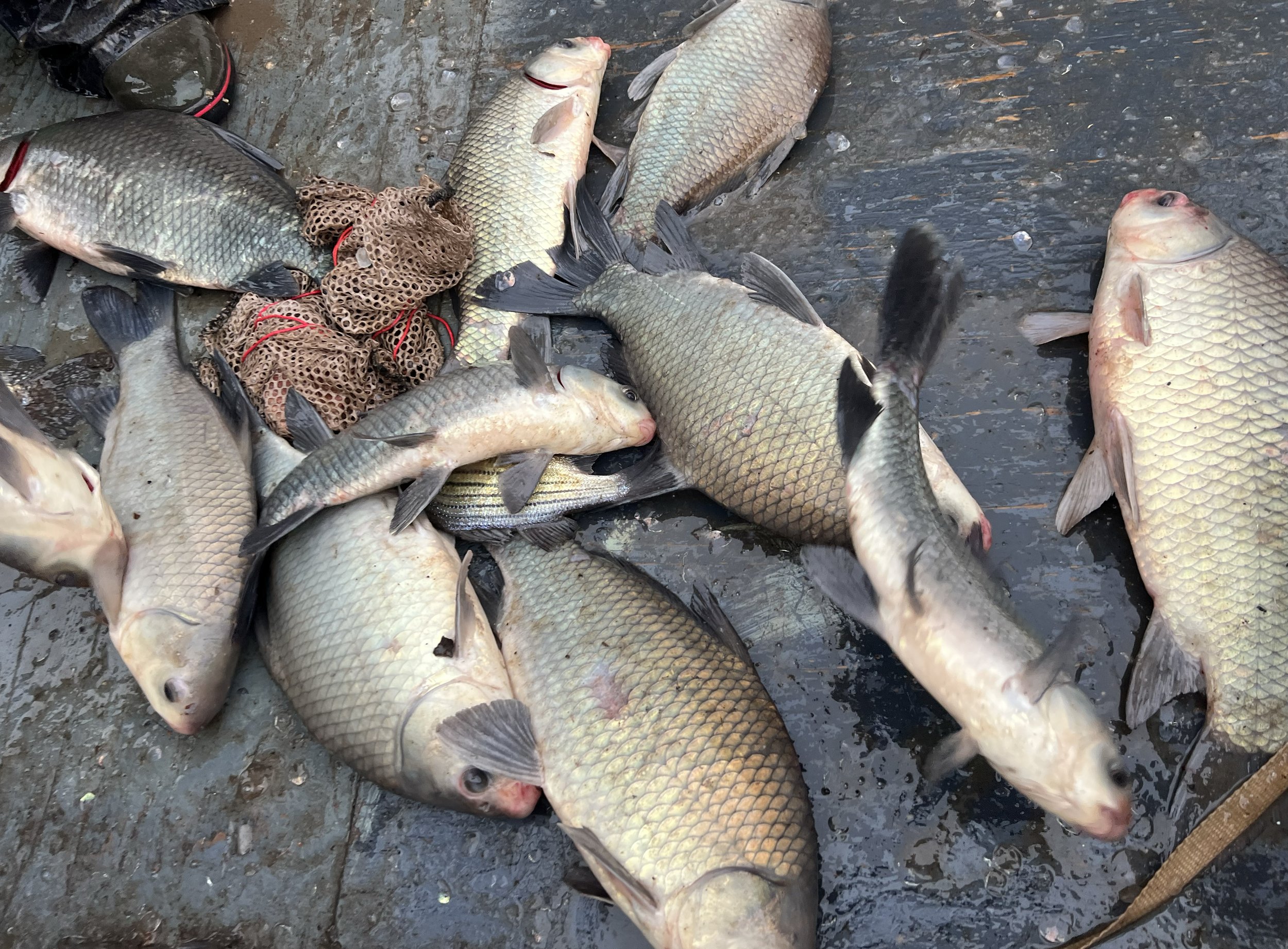 Let’s Go Crawfishing with Uncle Cheese — Atchafalaya National Heritage Area