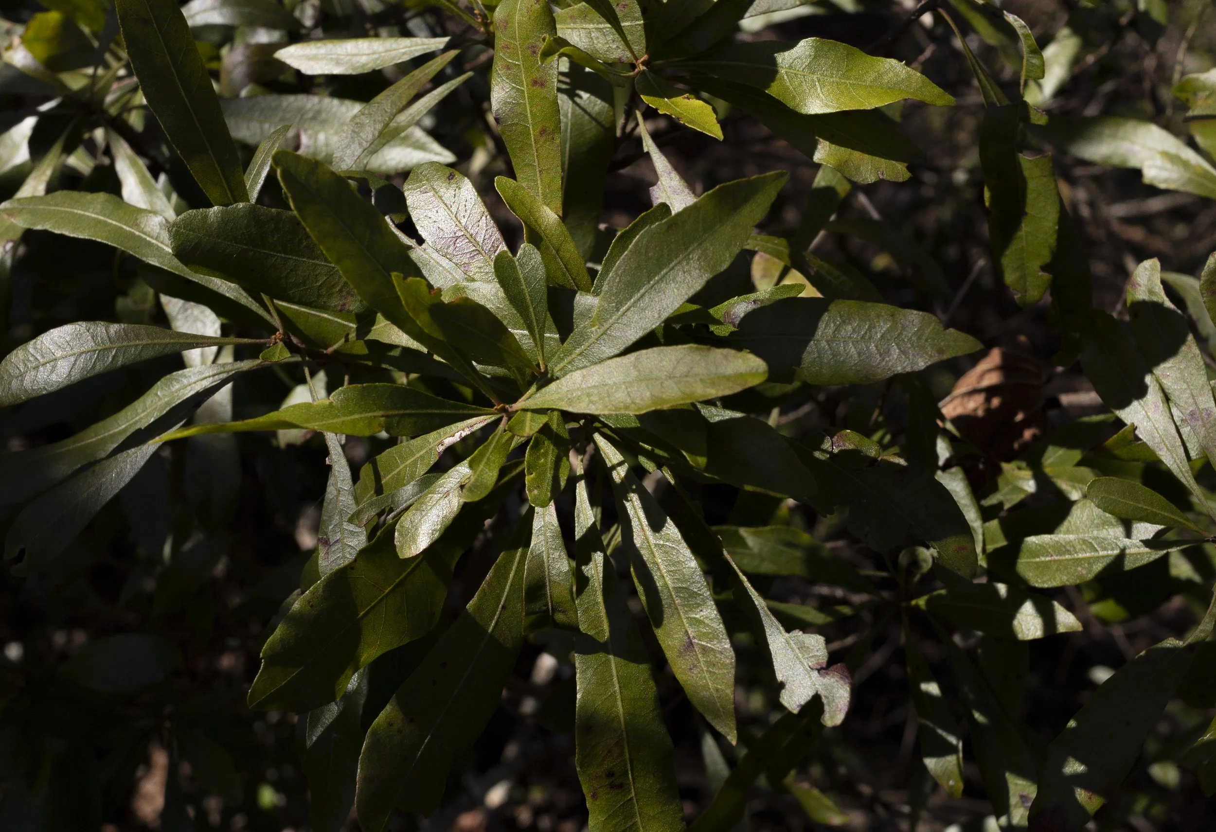Wax Myrtle — Atchafalaya National Heritage Area