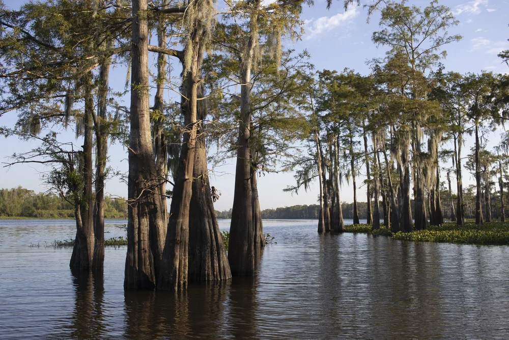 Atchafalaya Basin — Atchafalaya National Heritage Area