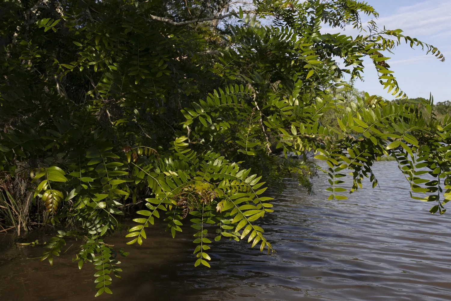 Water Locust — Atchafalaya National Heritage Area