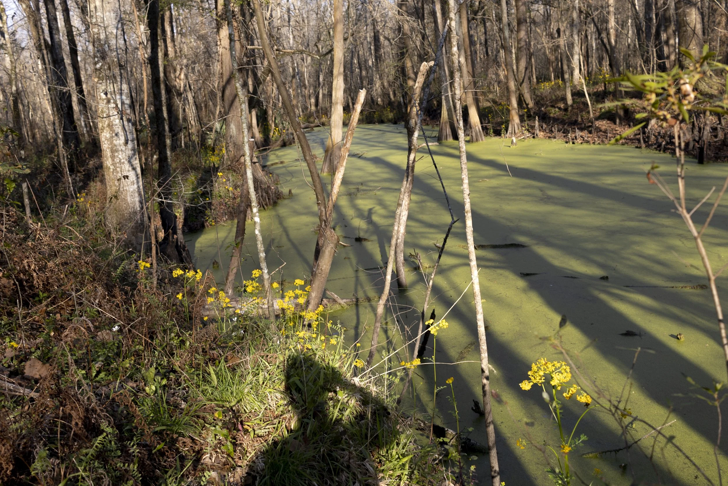 Indian Bayou — Atchafalaya National Heritage Area