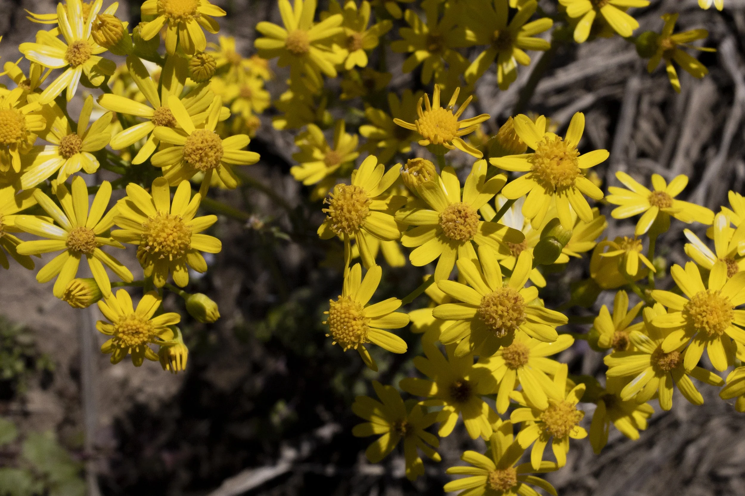 Magical Yellowtops — Atchafalaya National Heritage Area