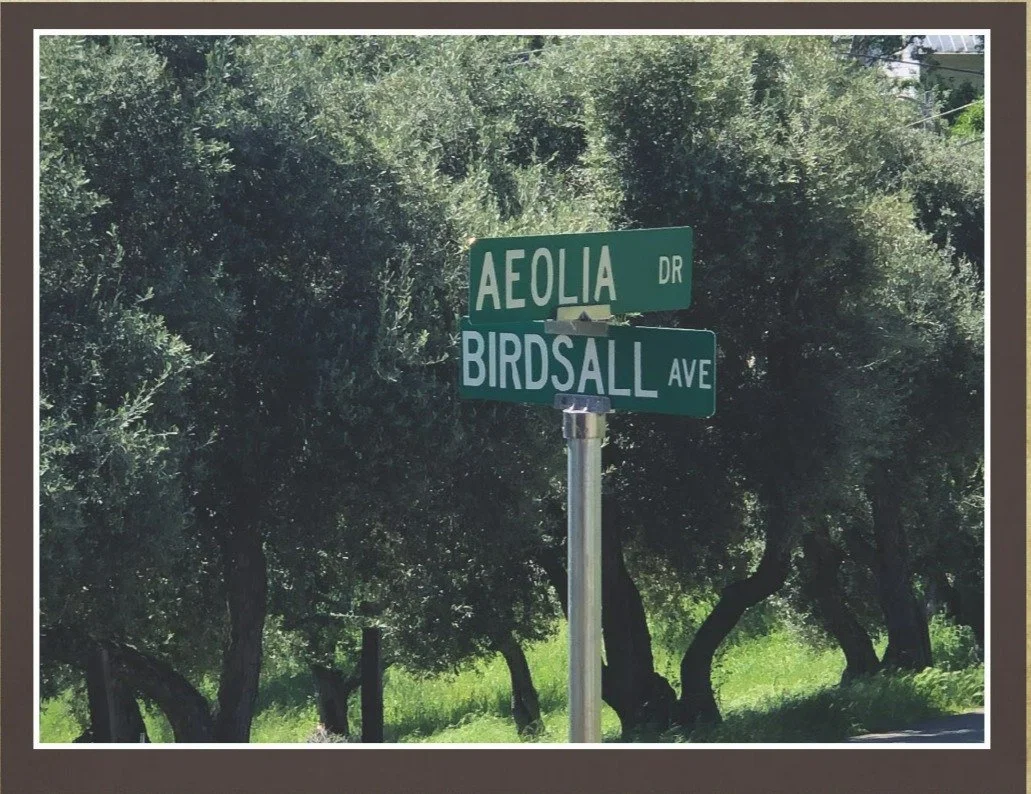 Aeolia Olive Orchard — Our Spirit of History