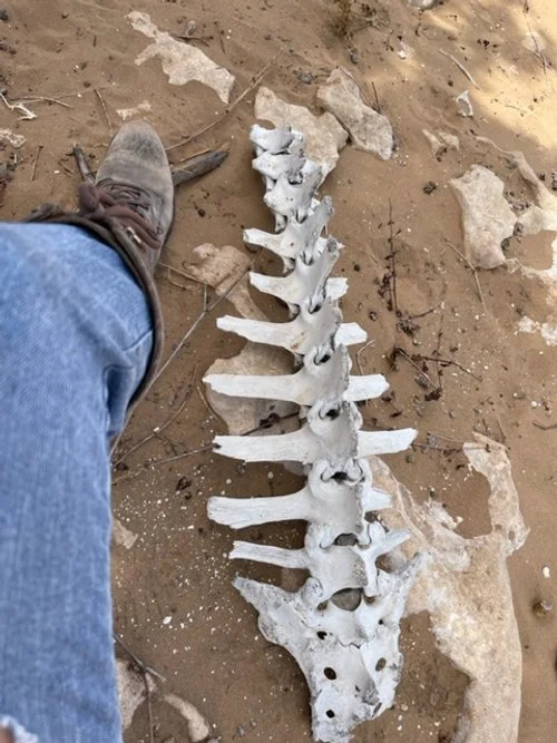 Decorating with Bones: Bringing the Outside in | Mid Century Maroc ...