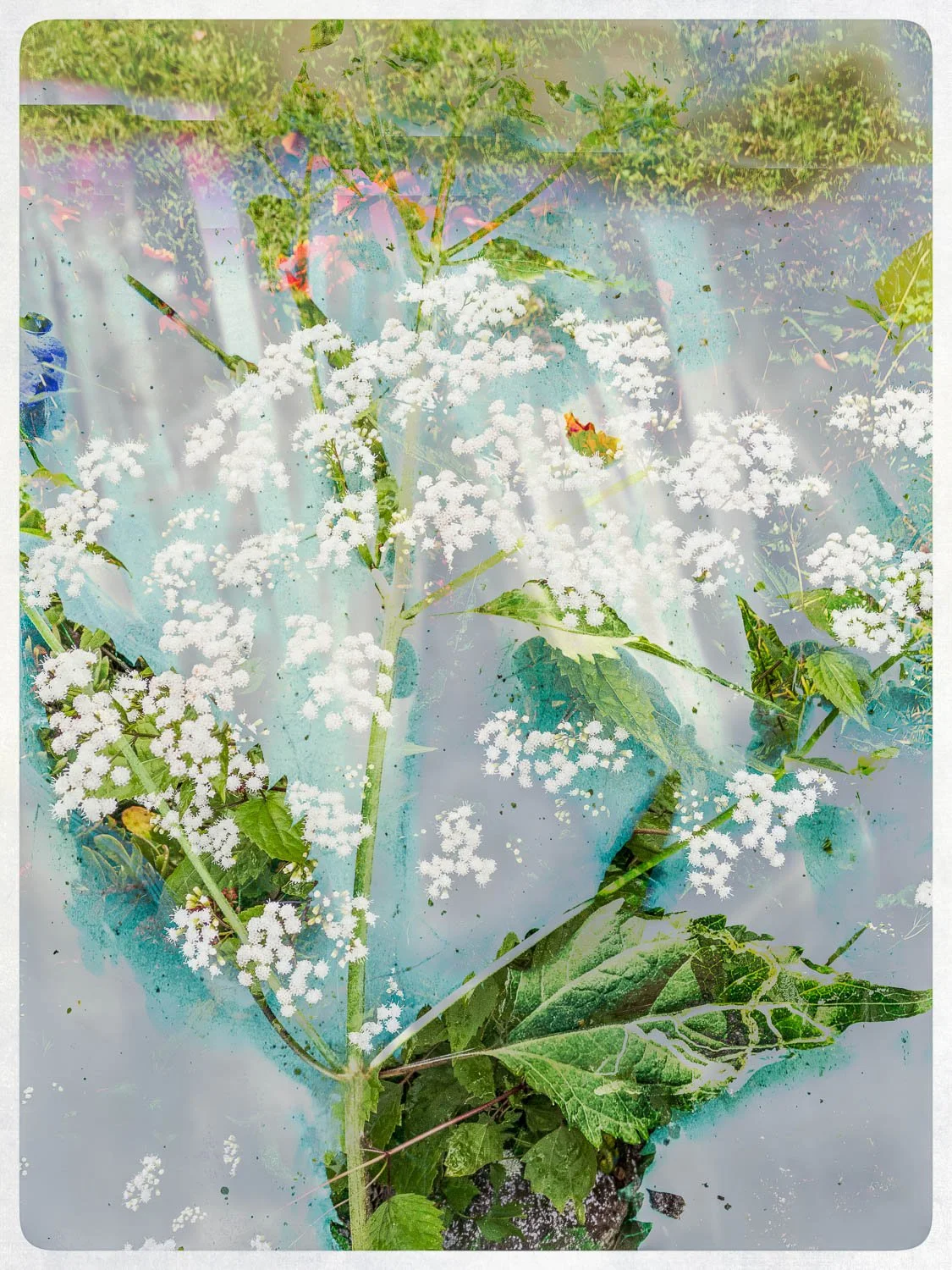 In Lieu of Flowers — Laurie Peek