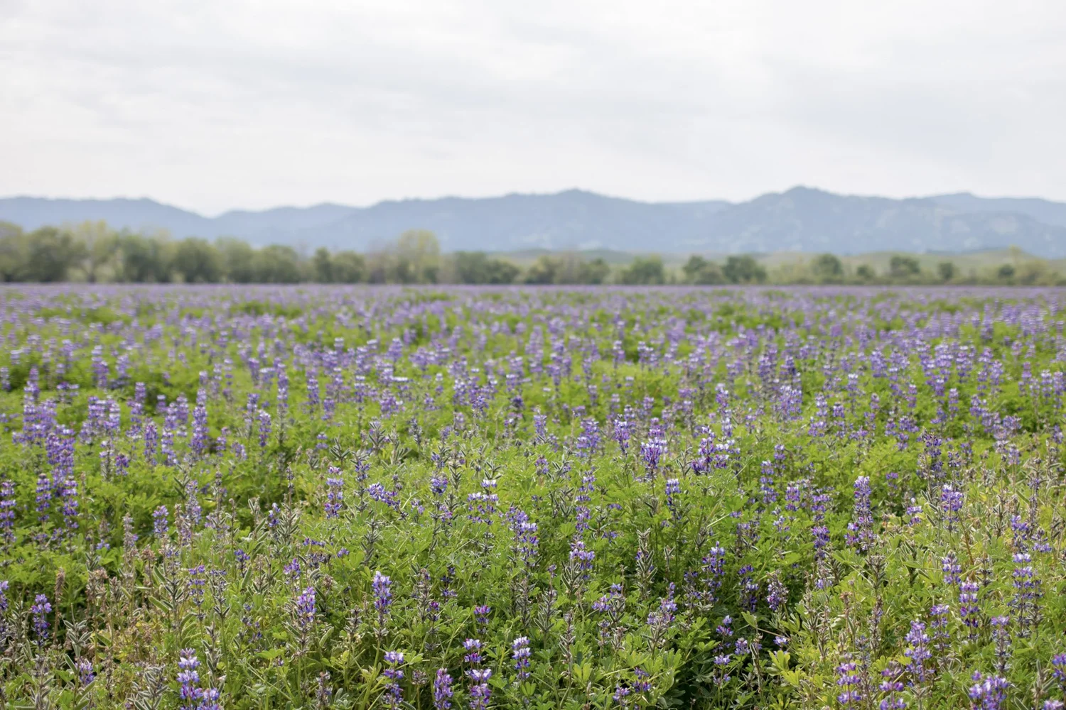 The Yolo Countryside