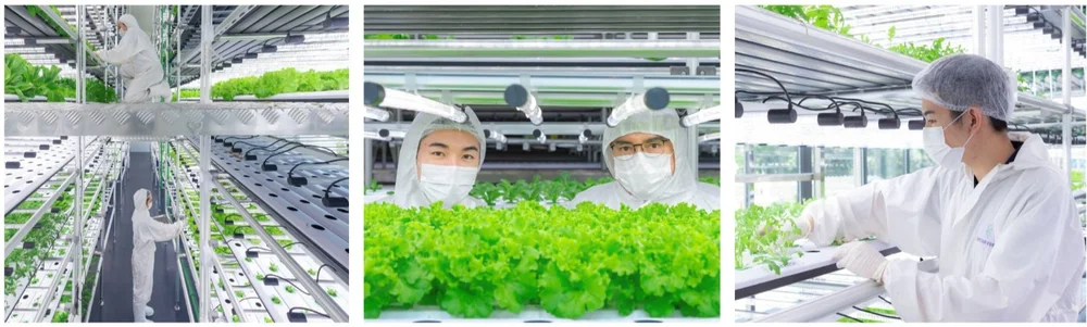 DISTAR FRESH Medical grade vegetable & superfood farm