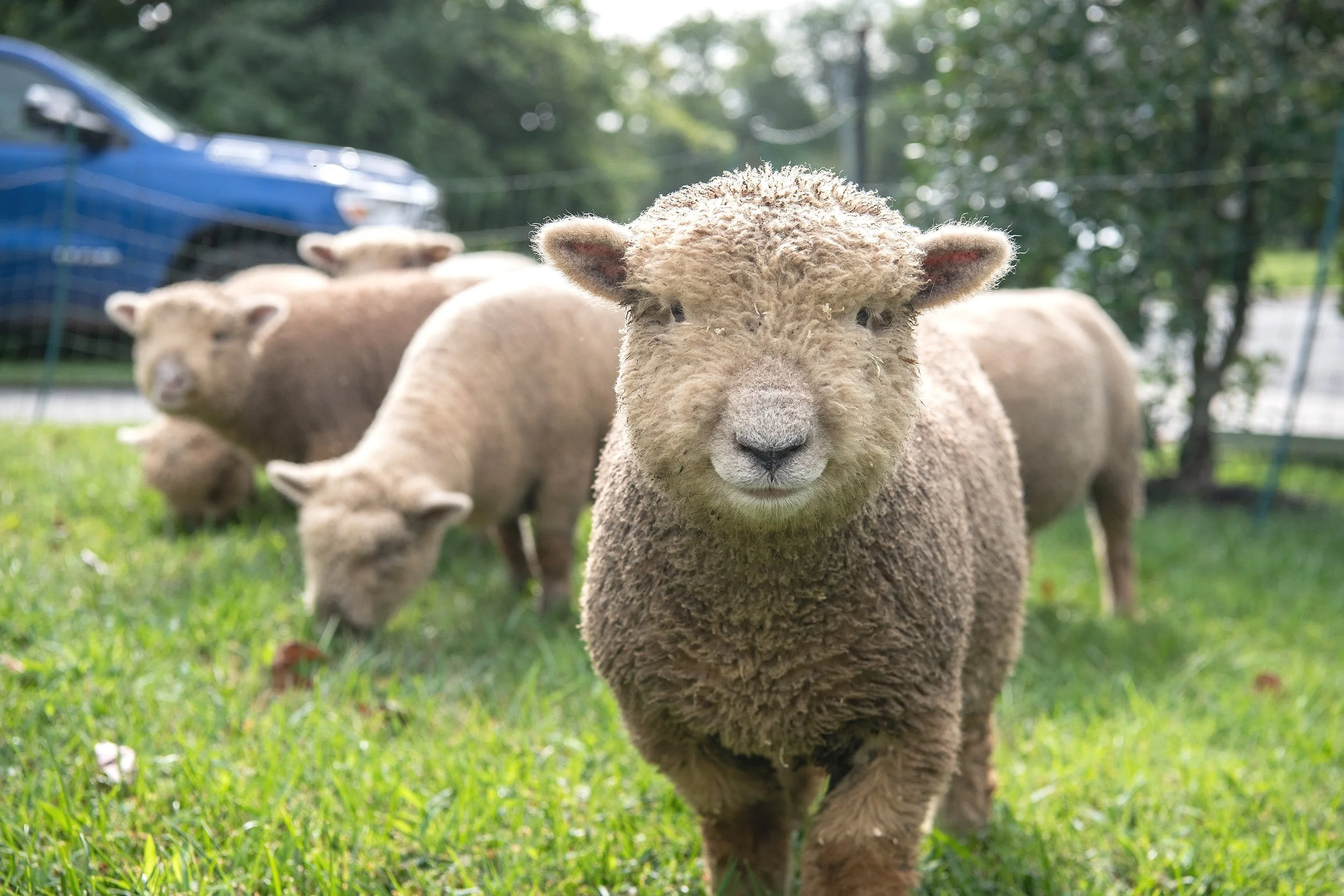 Lamb Mowers Fairfax