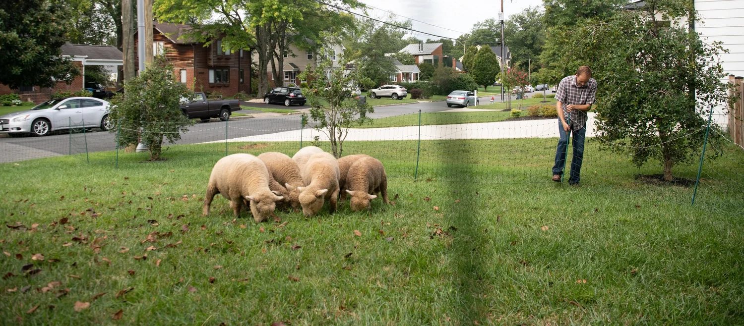 Nothern Virginia Fairfax Natural Lawnmowing Quiet Lawncare Professional ...