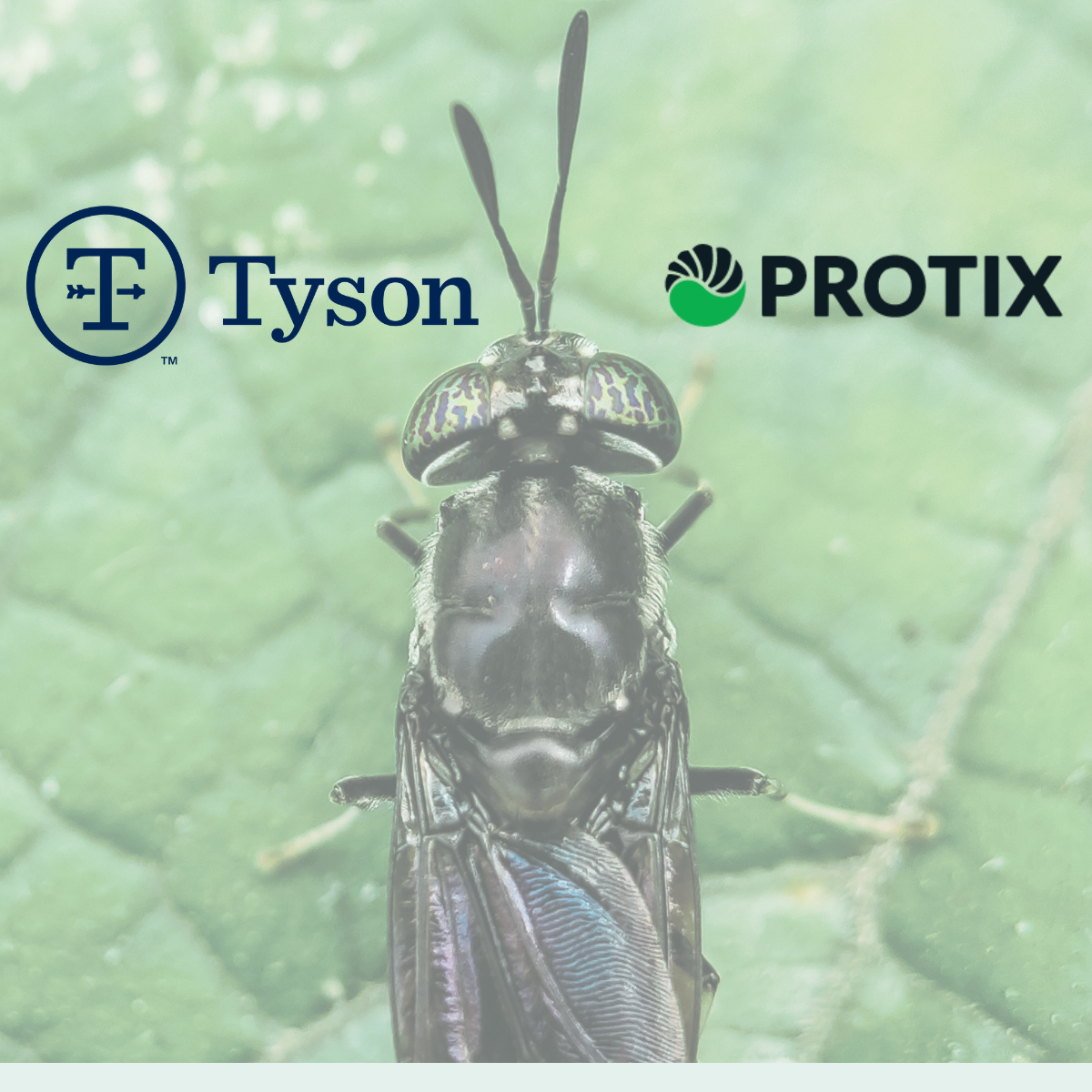 Center for Environmental Sustainability Through Insect Farming