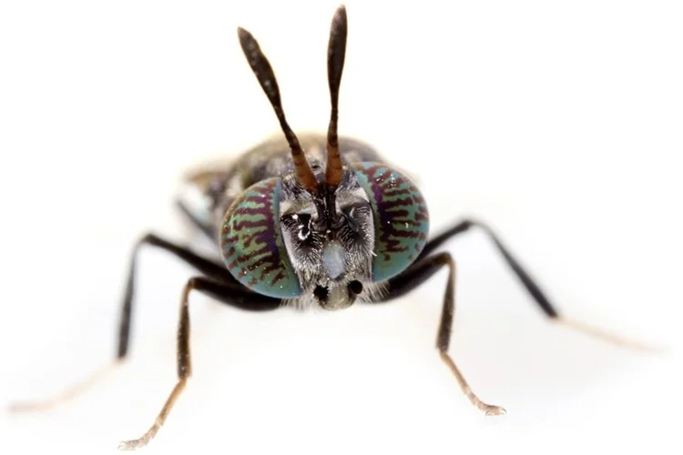 Center for Environmental Sustainability Through Insect Farming