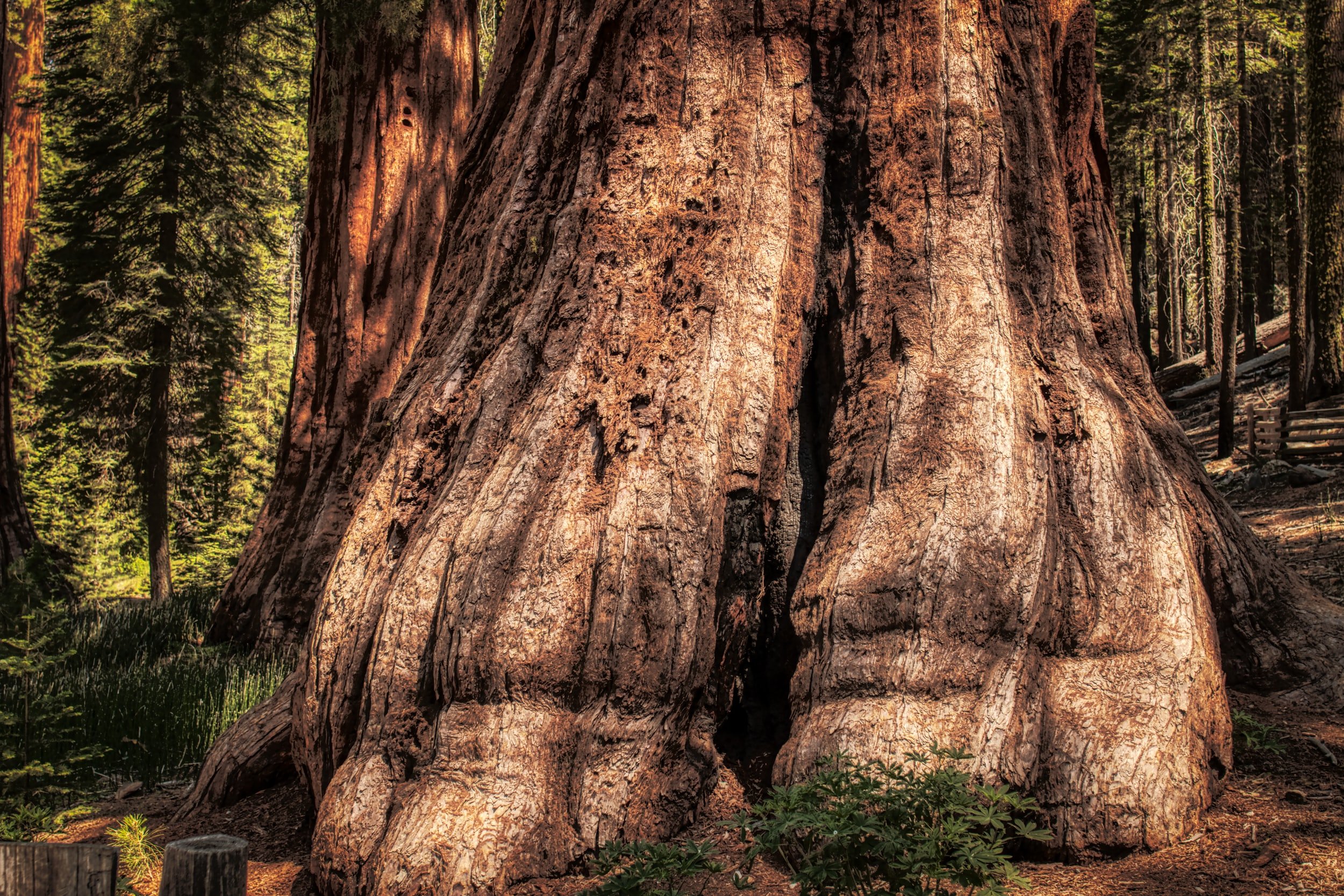 Hike + Heal Sequoia National Park — Hiking My Feelings