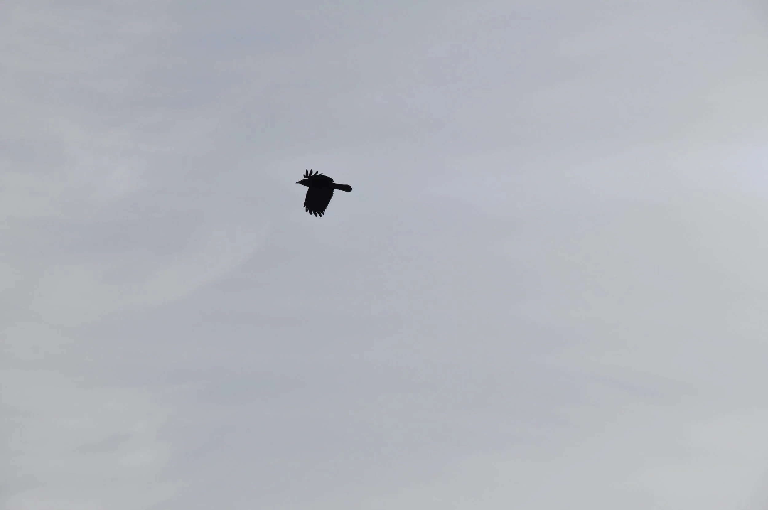 ‘Morning Crows’: A Poem by Alberta Dempsey — Agraria Center For ...