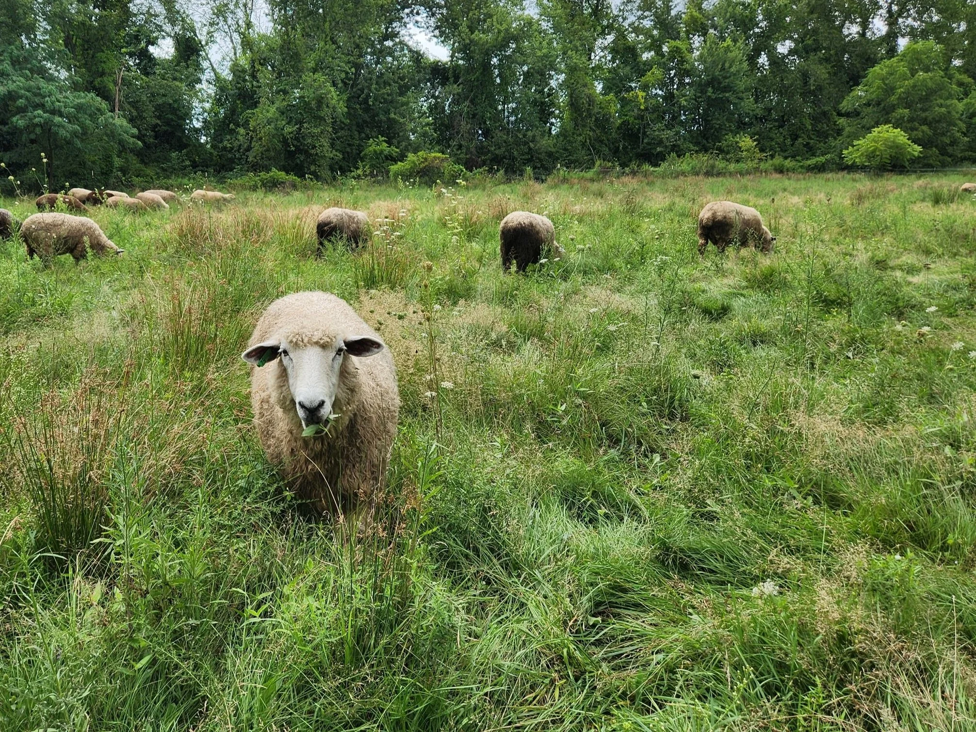 Grant additional information — FACT