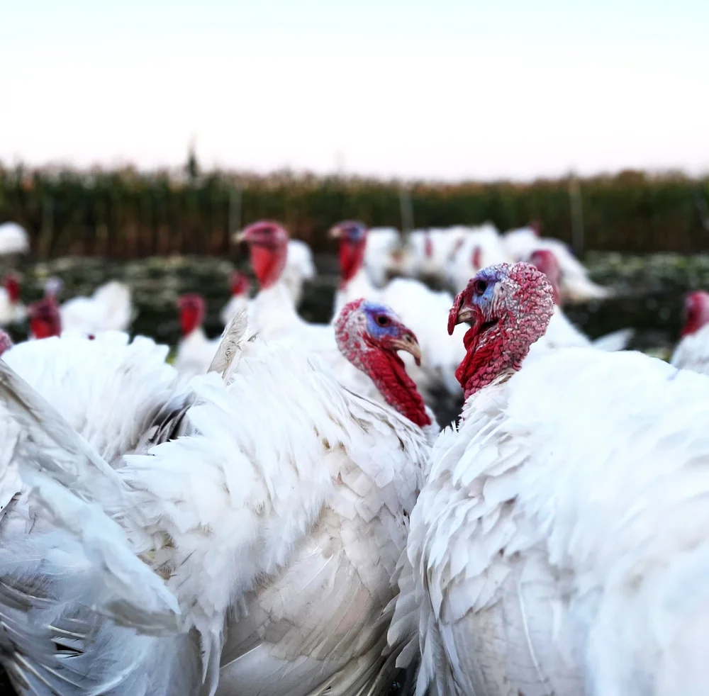 How Humane Farmers Celebrate Thanksgiving — FACT