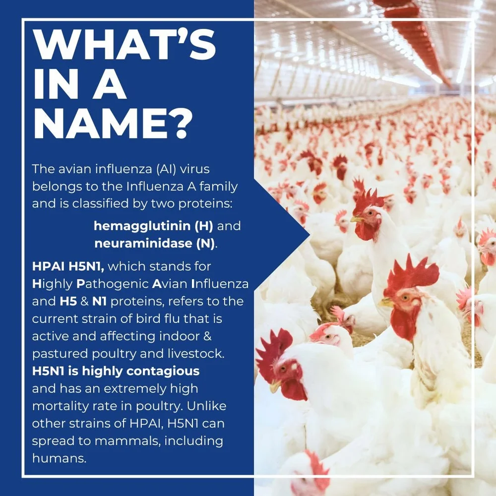 Bird Flu & Biosecurity — FACT