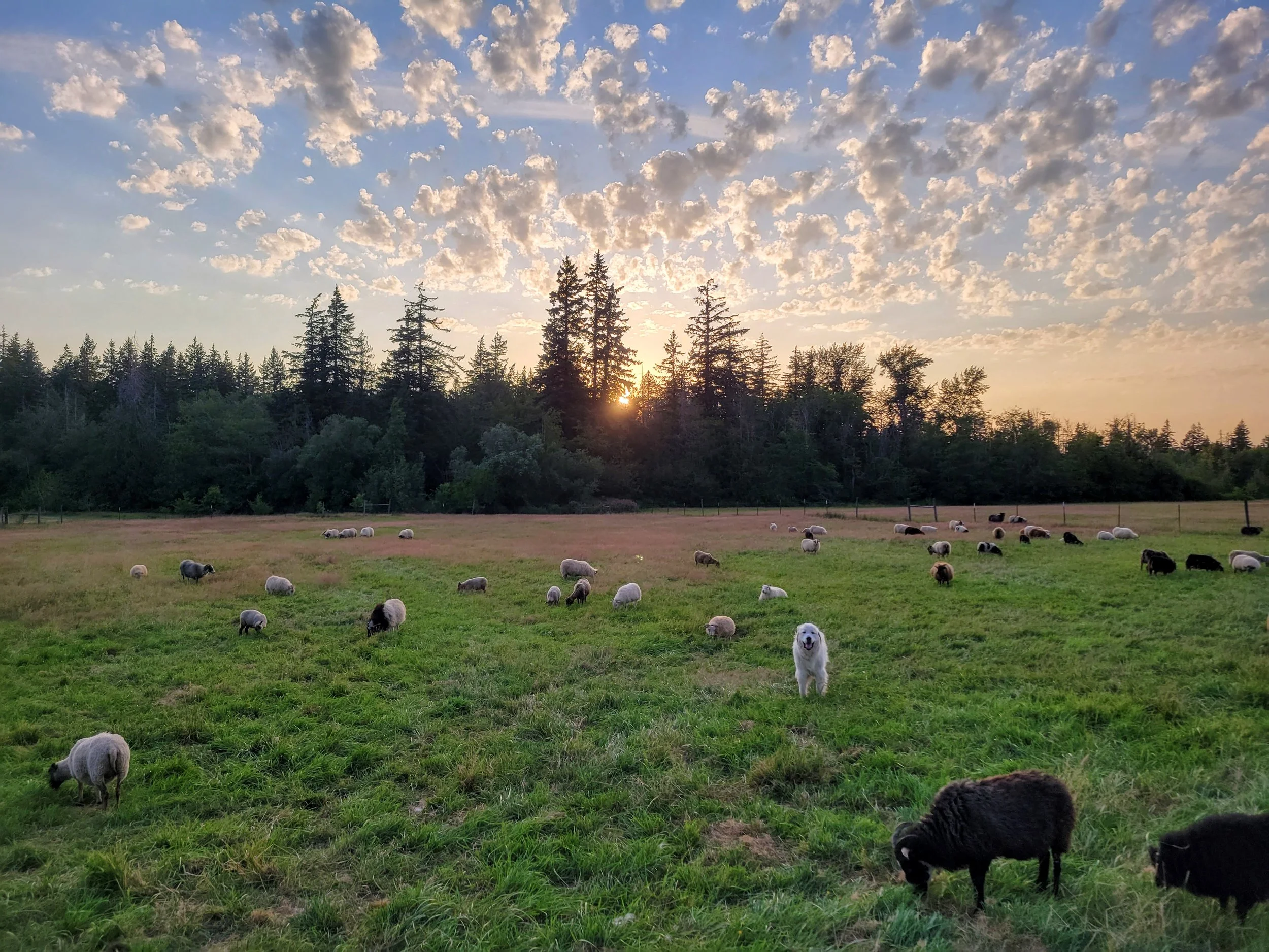 A Summer Day in the Life of a Humane Livestock Farmer: Part 2 — FACT
