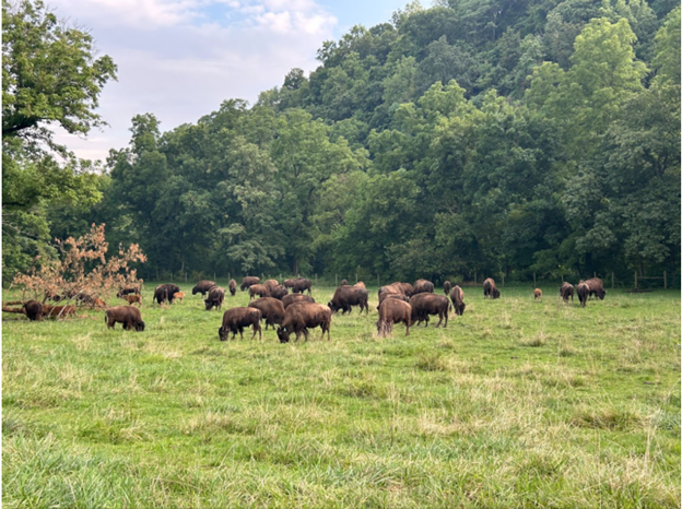 FACT’s Grants in Action: How Ozark Bison Farm Expanded Pastures for ...