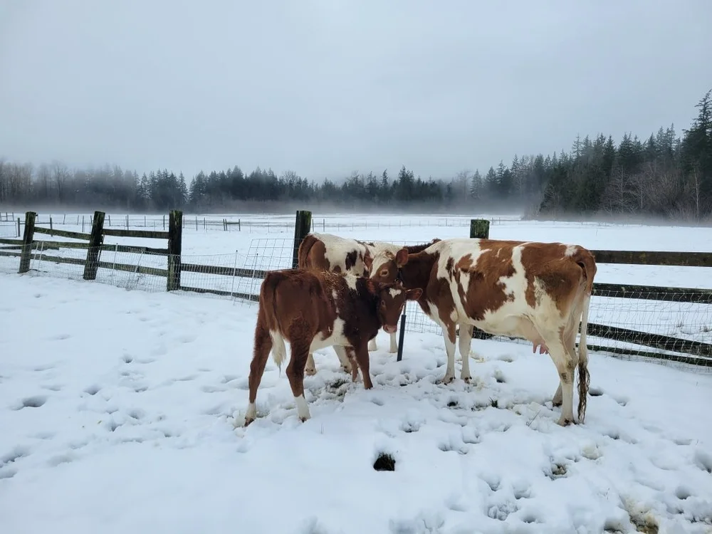 Winter on a Humane Farm — FACT