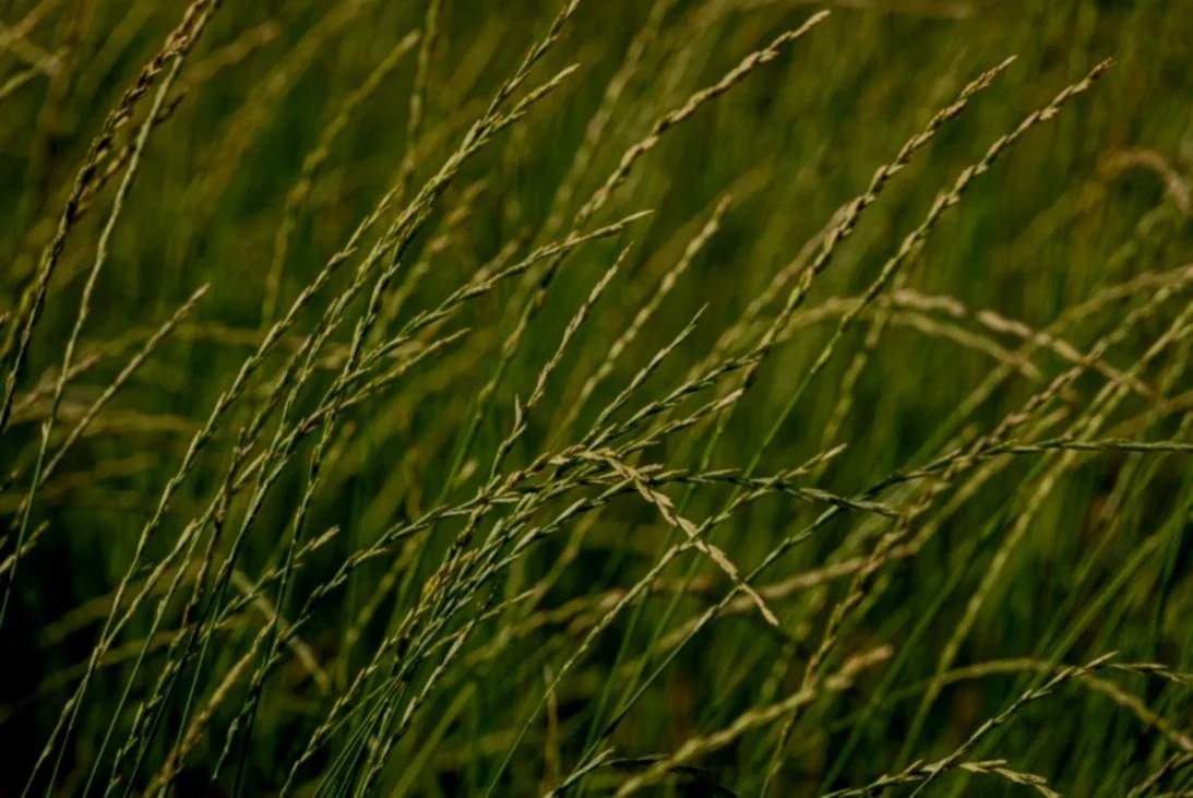 Sustain-A-Grain