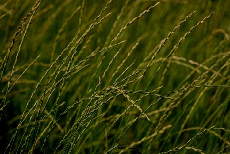 Sustain-A-Grain