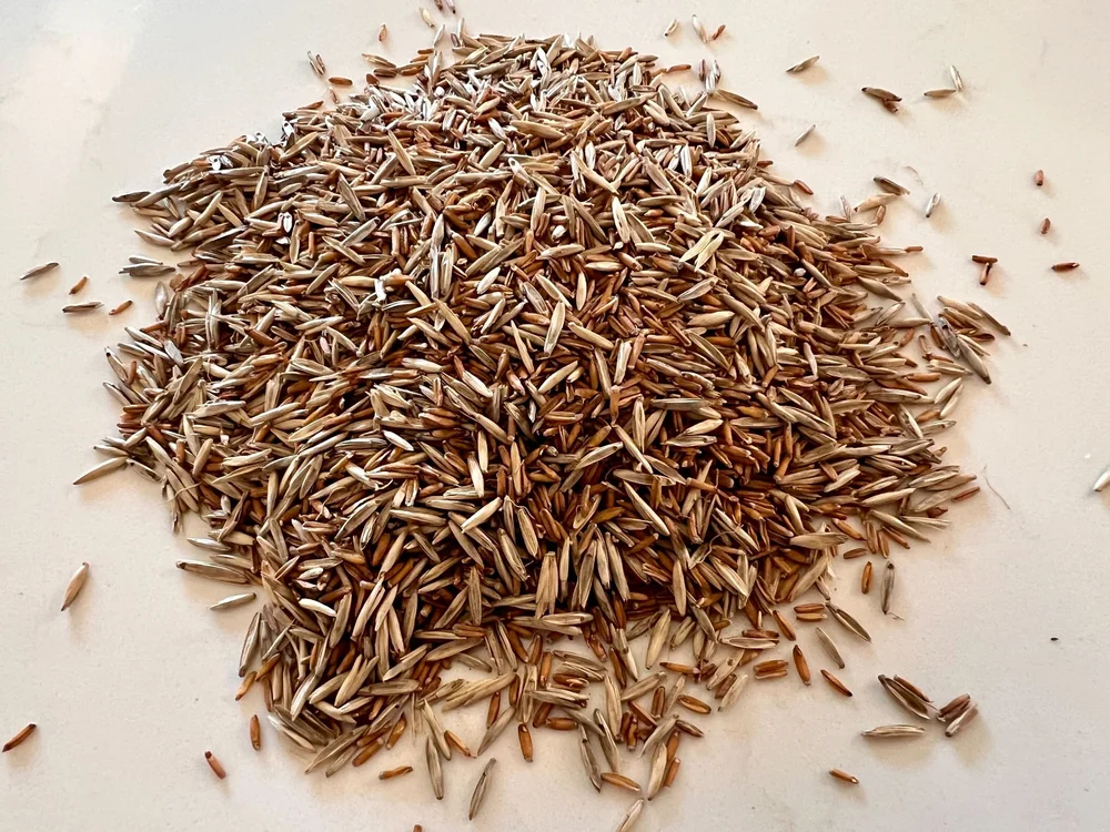 Buy Kernza online — Sustain-A-Grain