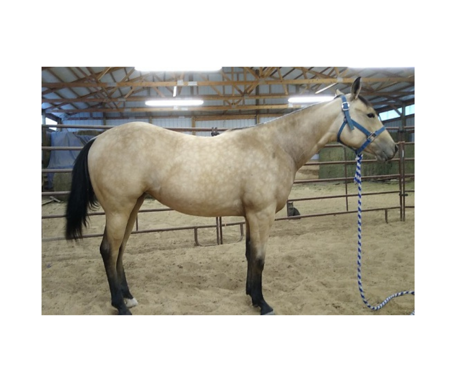 Performance Horses -YellowstoneRiver Performance Horses — Yellowstone ...