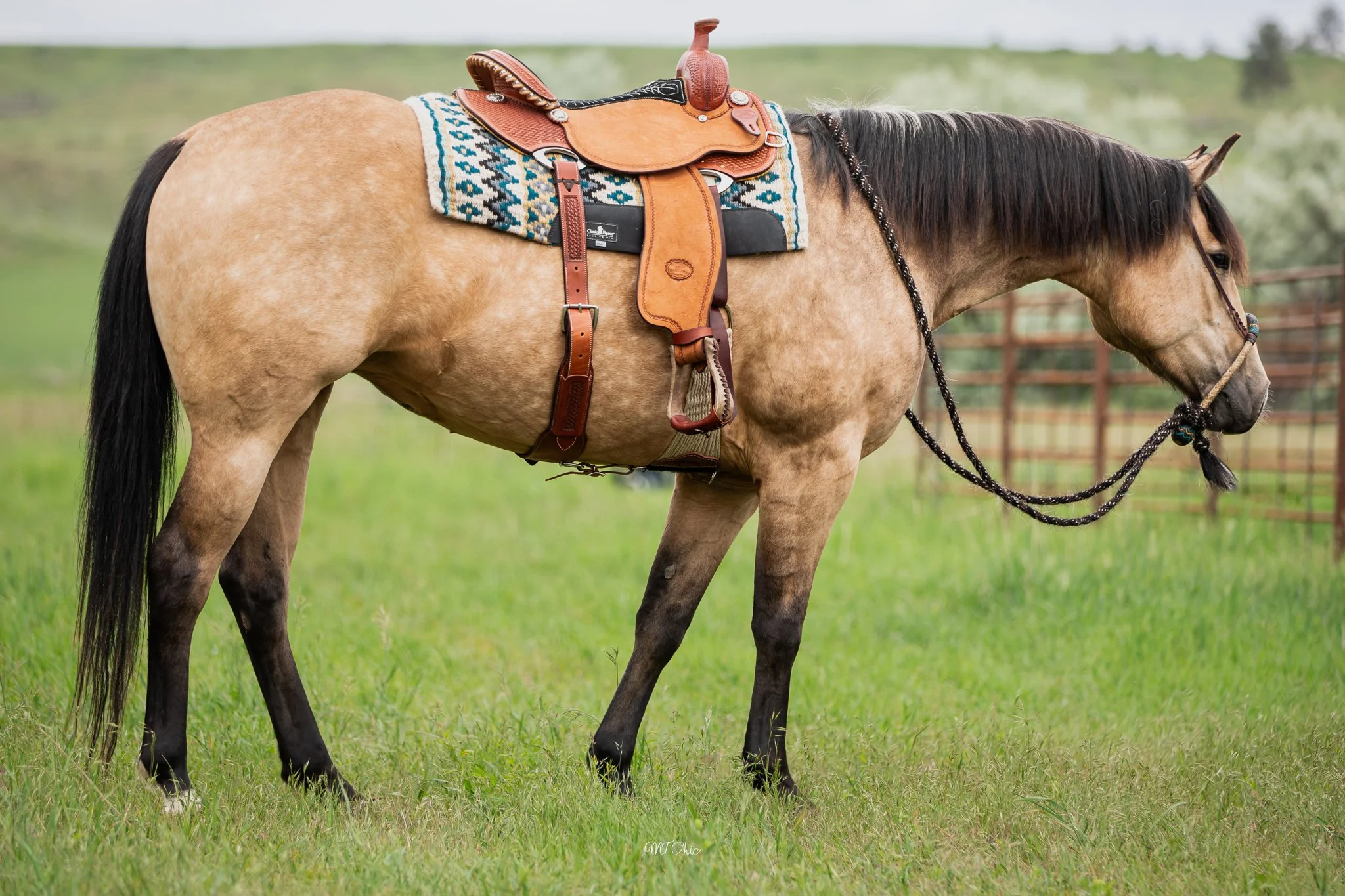 Yellowstone River Performance Horses