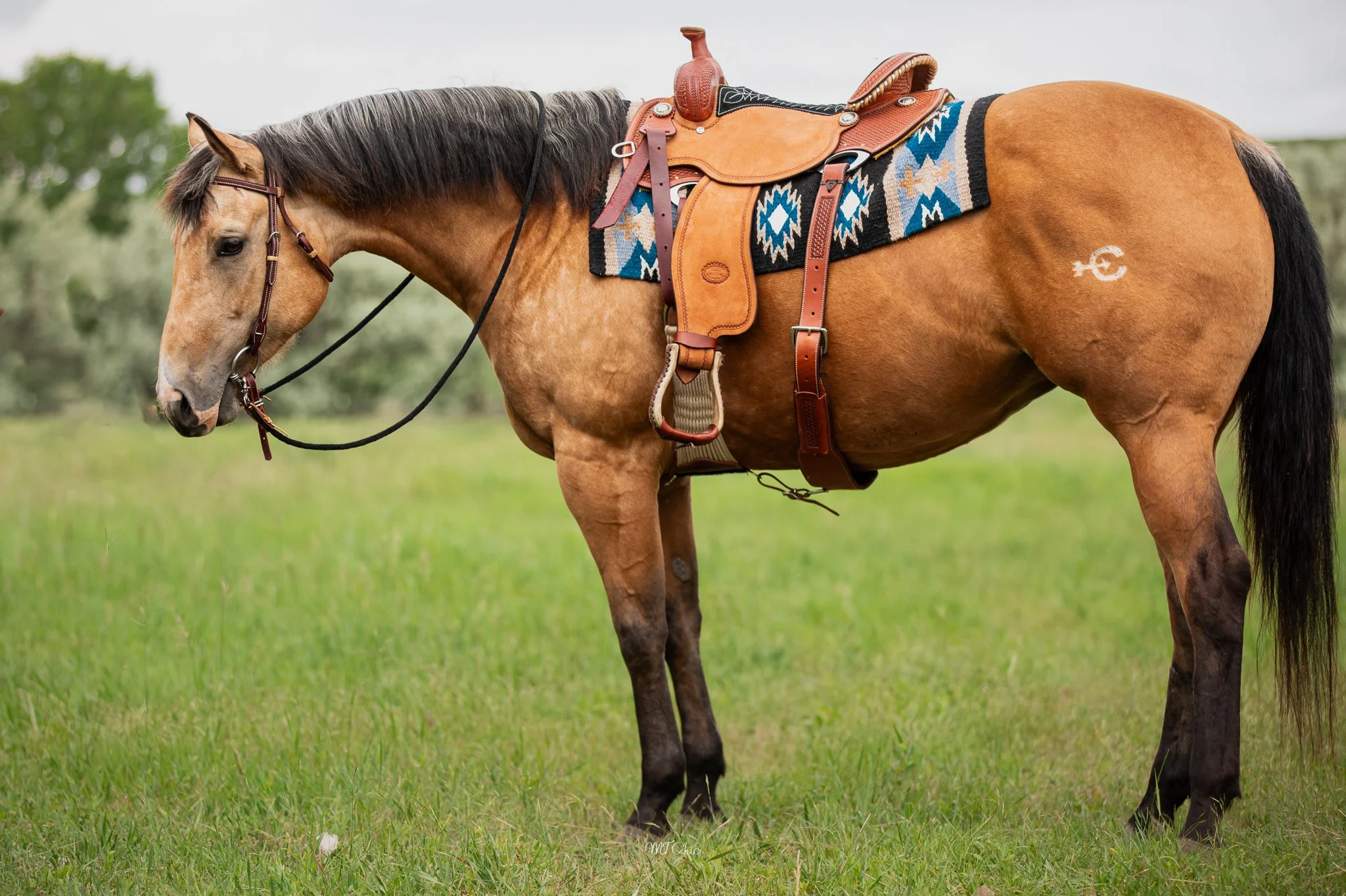 Yellowstone River Performance Horses