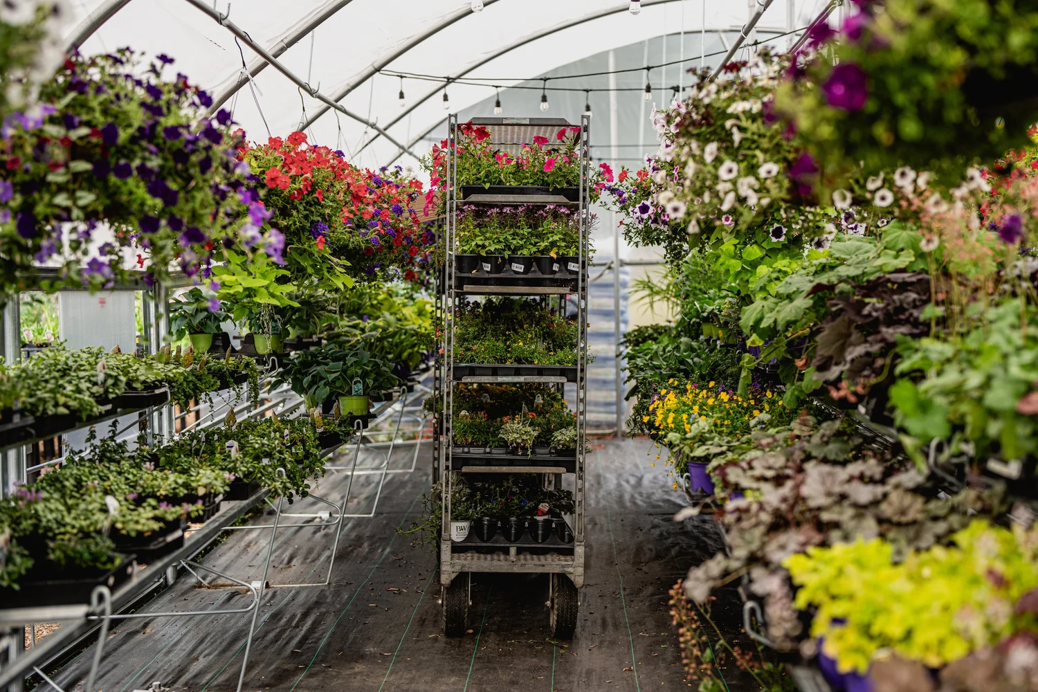 Garden Center | Explore & Flourish — Hillside Gardens