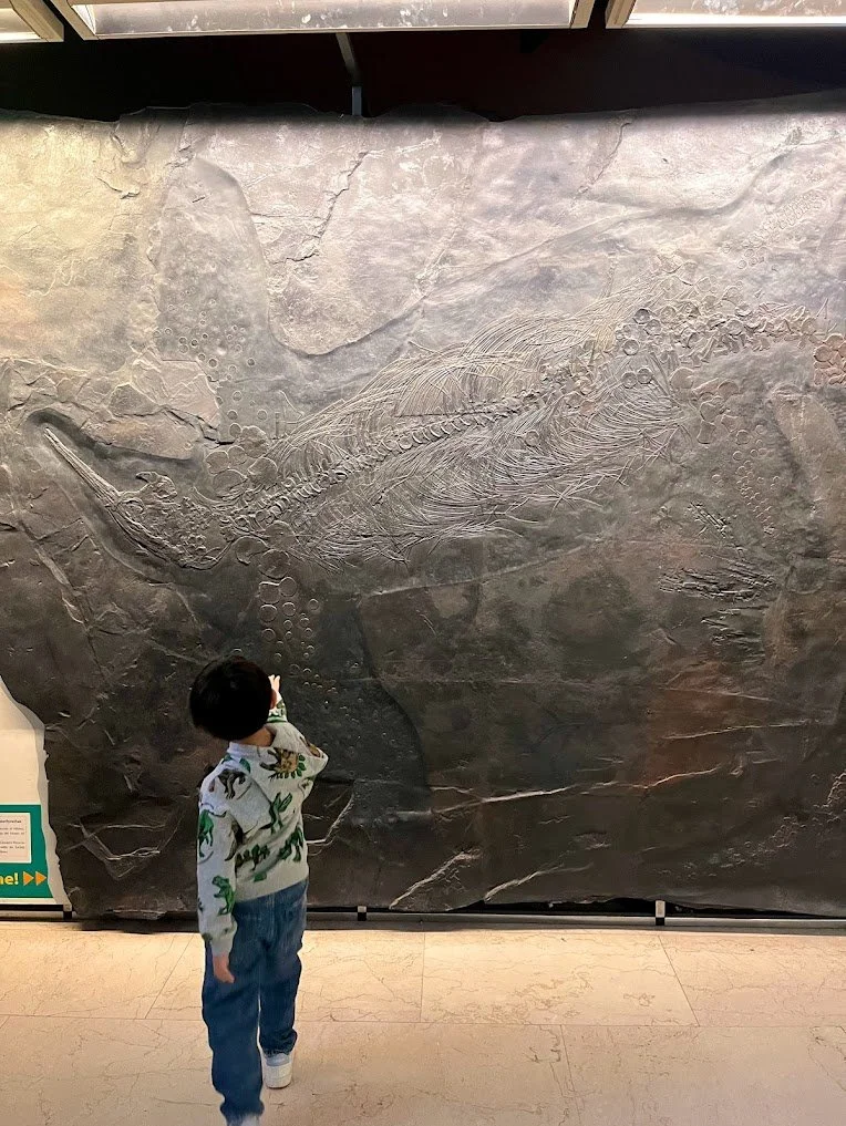 Milan Natural History Museum — TINY GLOBE TALES